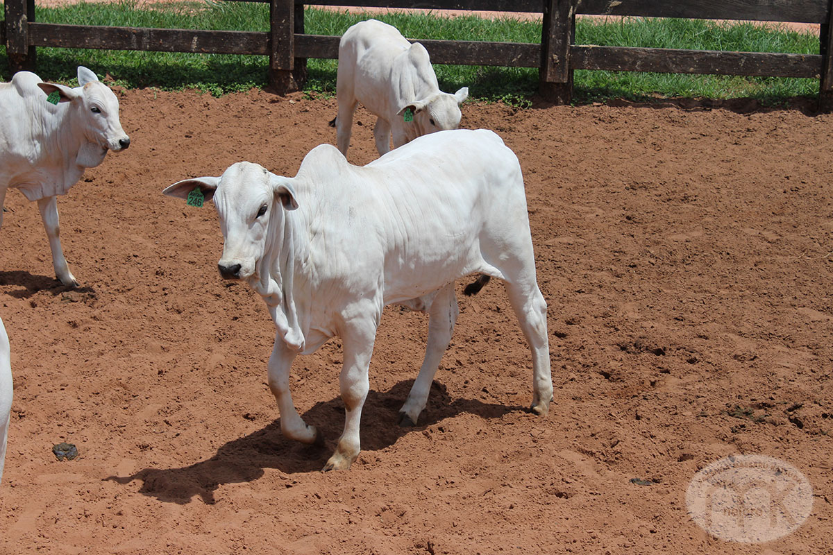 Nelore MK - Nossos Animais - Bezerros