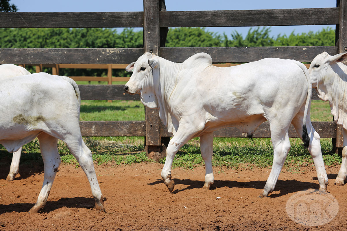 Nelore MK - Nossos Animais - Bezerros