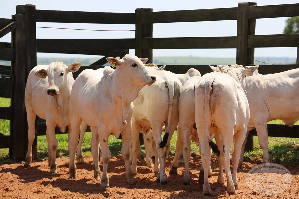 Nelore MK - Nossos Animais - Bezerros