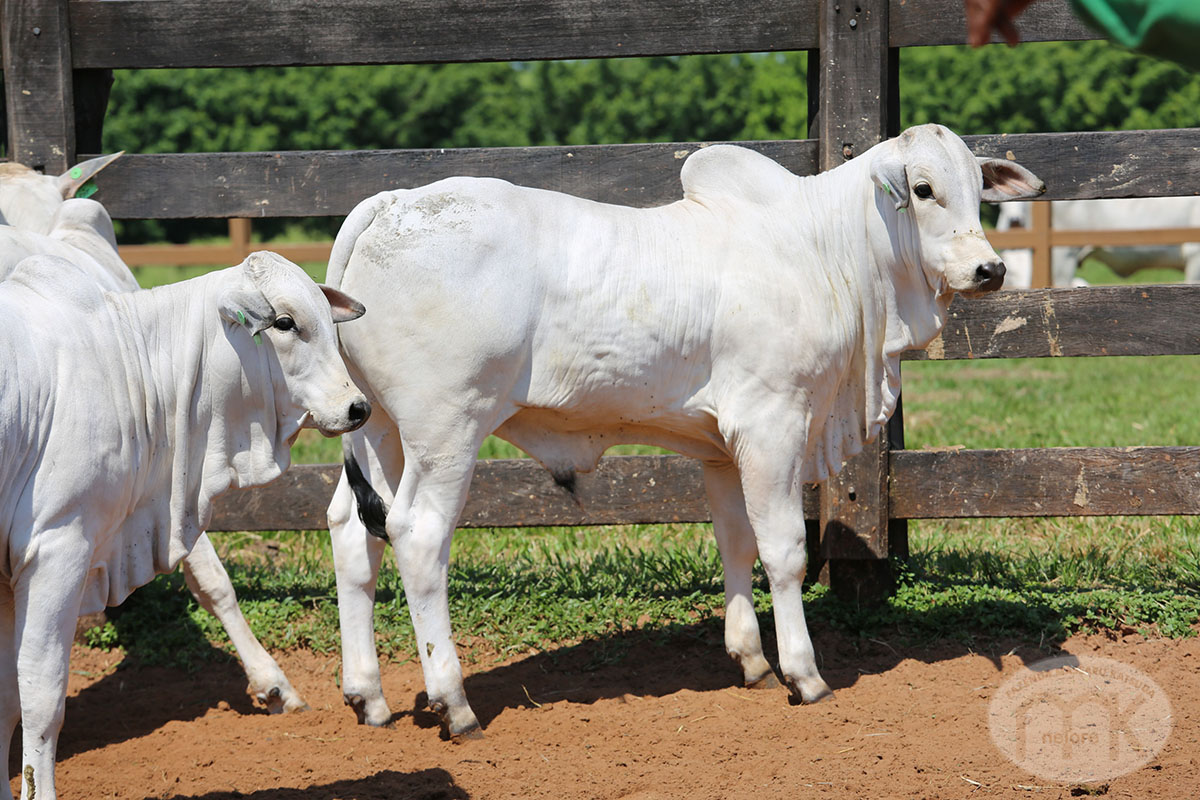 Nelore MK - Nossos Animais - Bezerros