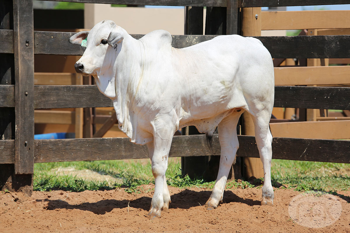Nelore MK - Nossos Animais - Bezerros