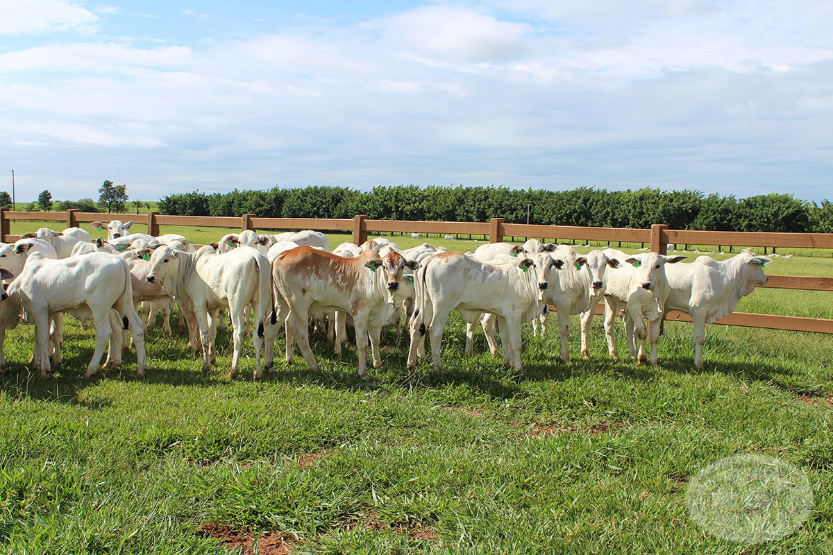 Nelore MK - Nossos Animais - Bezerros