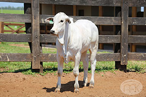 Nelore MK - Nossos Animais - Bezerros